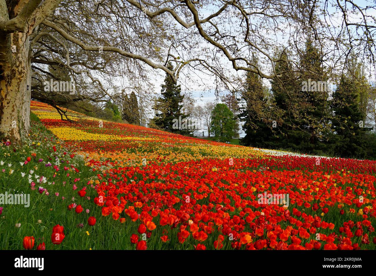 a lush spring meadow full of colorful tulips on Flower Island Mainau on ...