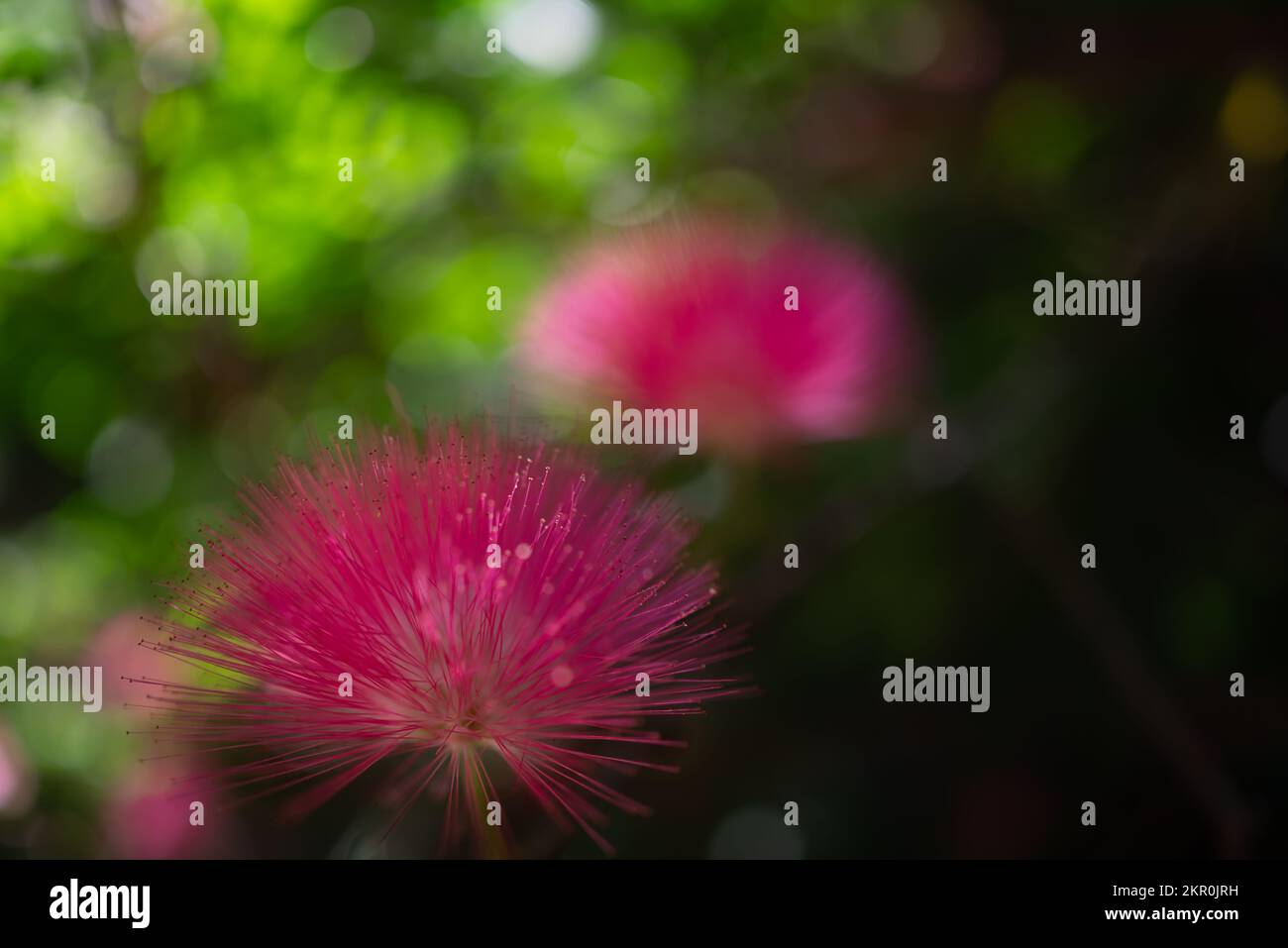 Fluffy pink flowers of pink powder puff closeup. Blurred green leaves ...