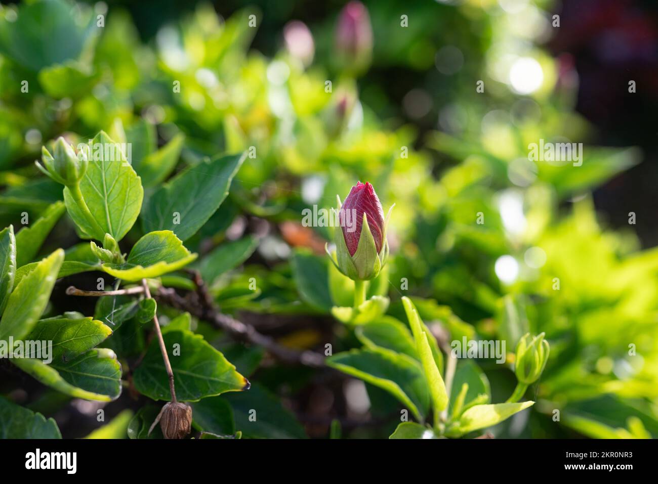 Red chinese hibiscus bud. Emerging flower of chinese rose Stock Photo ...