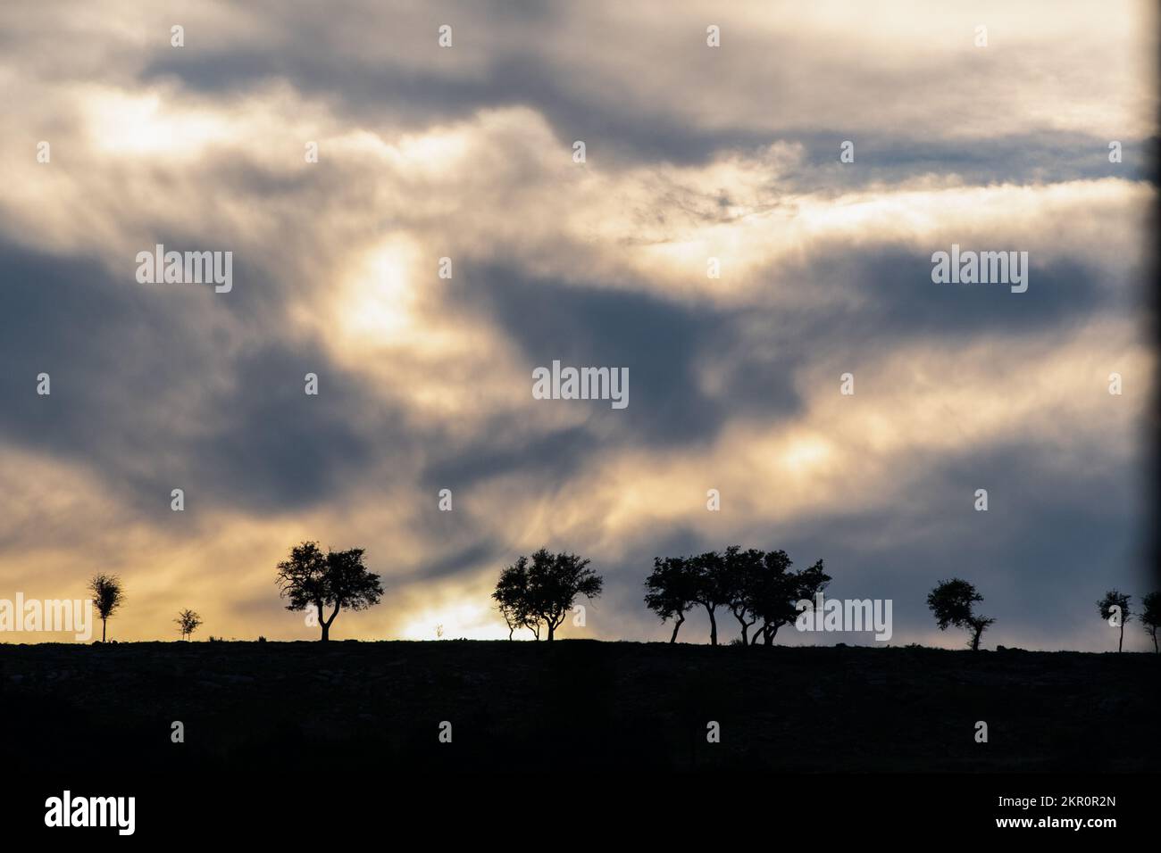 Texas Landscape with trees at sunset Stock Photo - Alamy