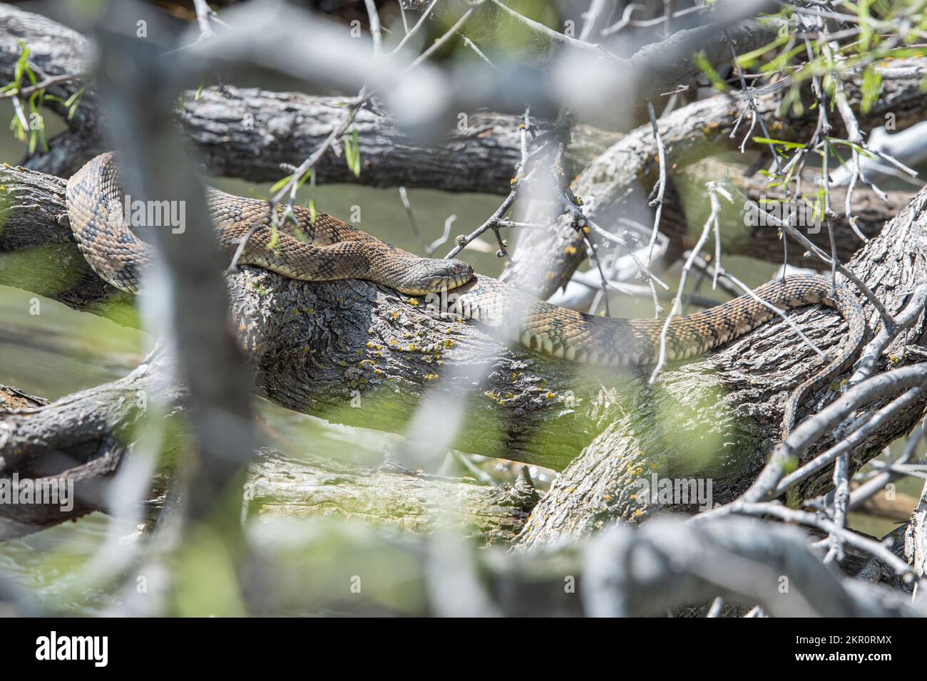 snake on tree in Texas Stock Photo - Alamy