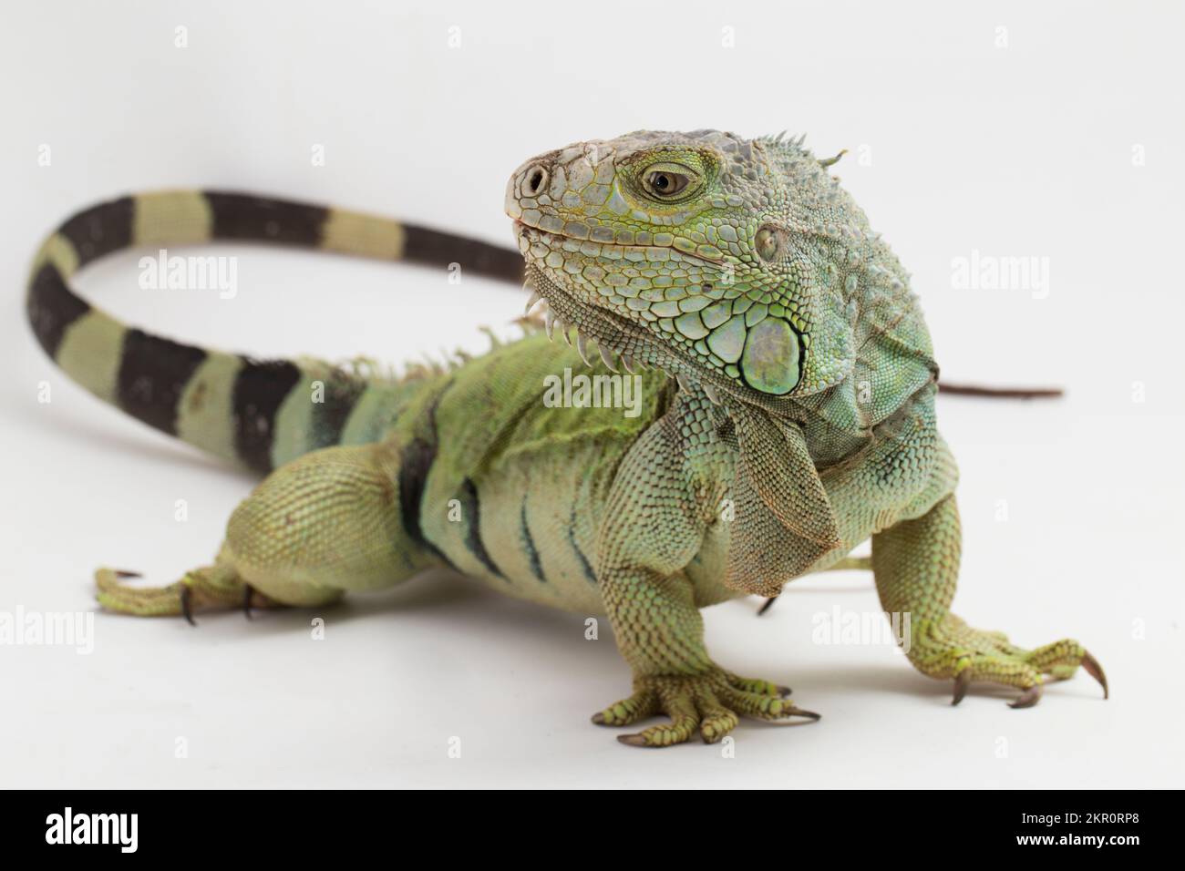 Big Green Iguana lizard isolated on a white background Stock Photo - Alamy