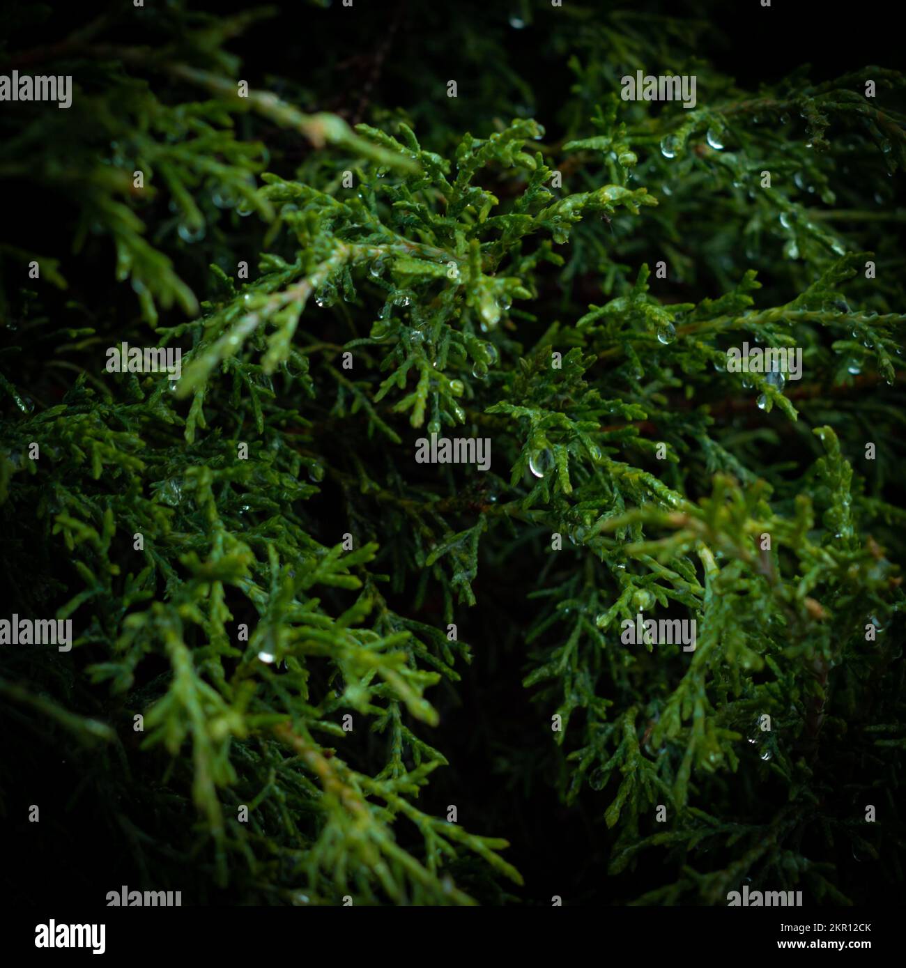 frozen water drops on tree Stock Photo - Alamy