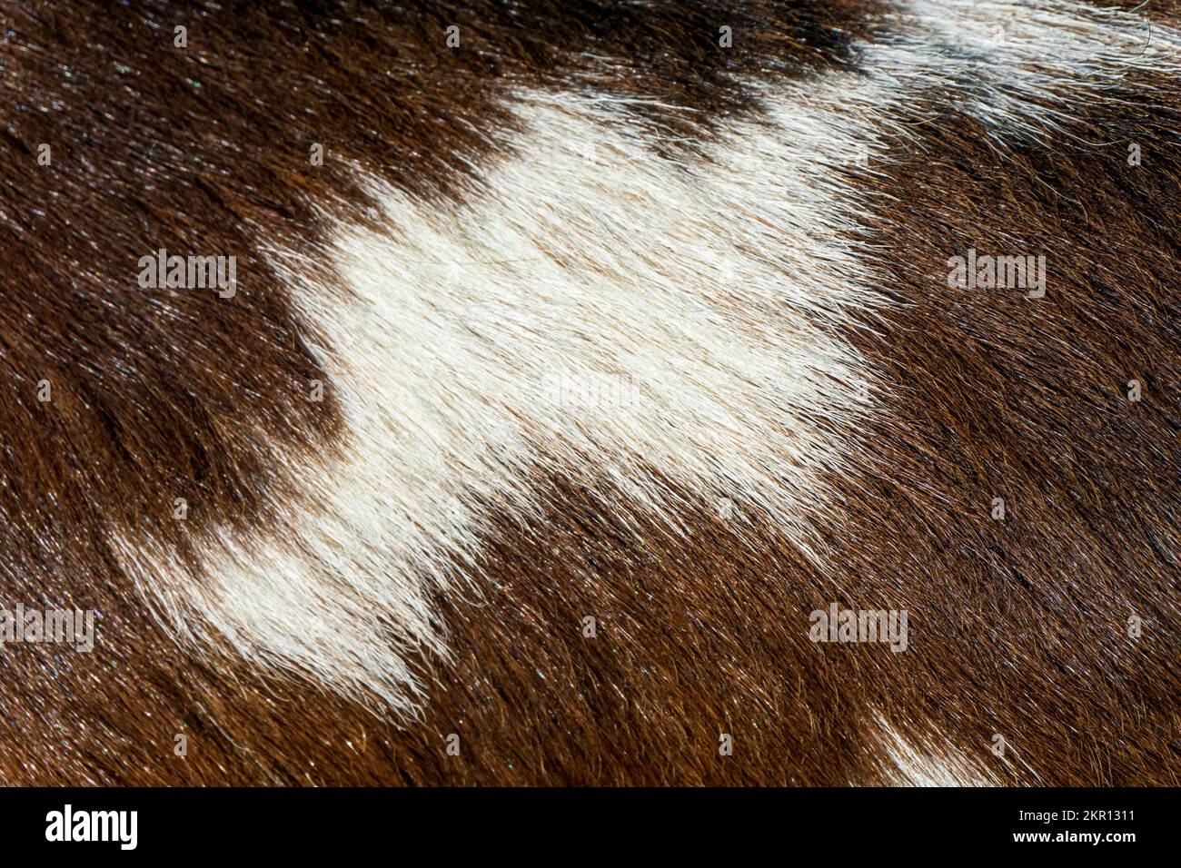 Cow fur spots hi-res stock photography and images - Alamy