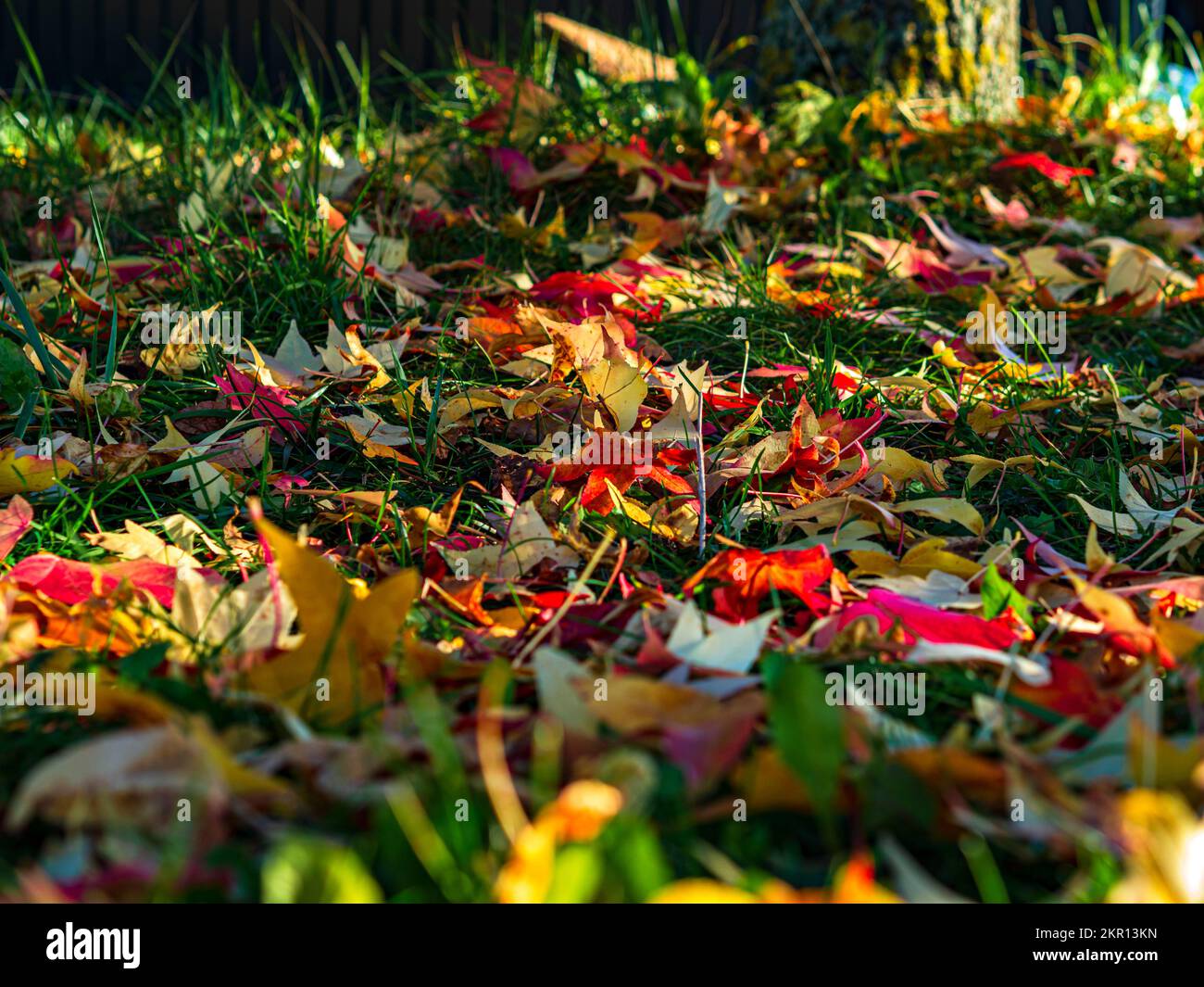 Multi-colored maple leaves, red, yellow, on the lawn. Sunny autu Stock ...