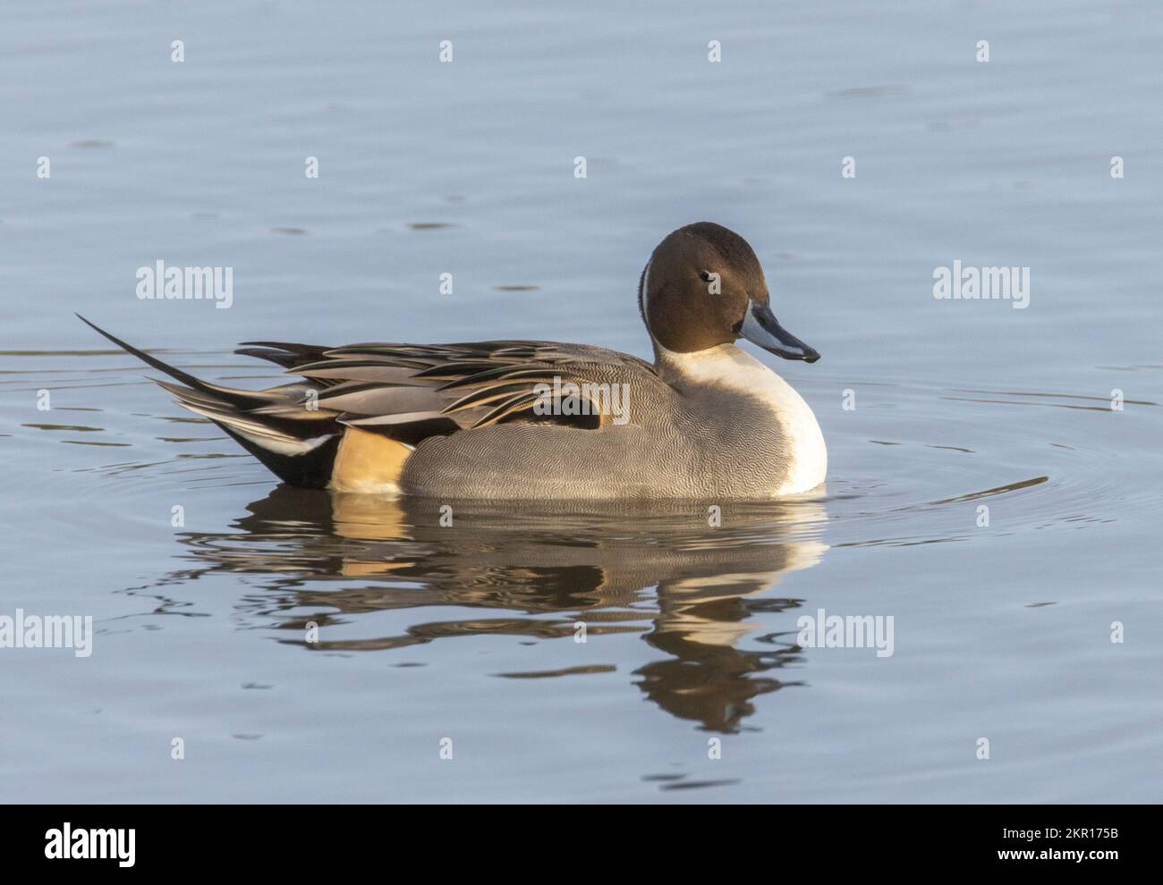 pintail duck taking in the sun taken on 26/11/2022 Stock Photo - Alamy