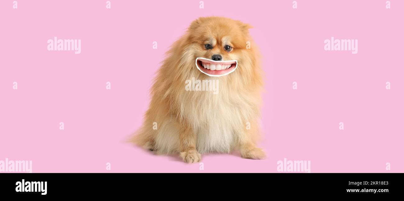 Cute smiling dog with human lips on pink background Stock Photo - Alamy