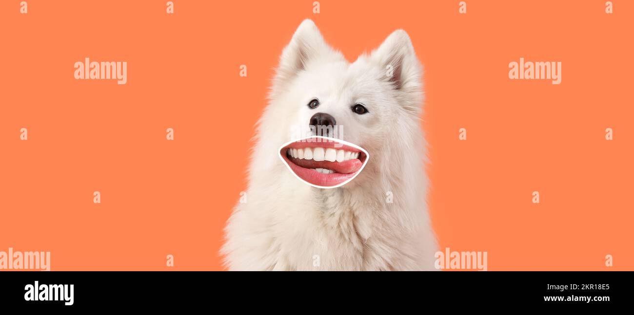 Funny Samoyed dog with human lips on orange background Stock Photo - Alamy