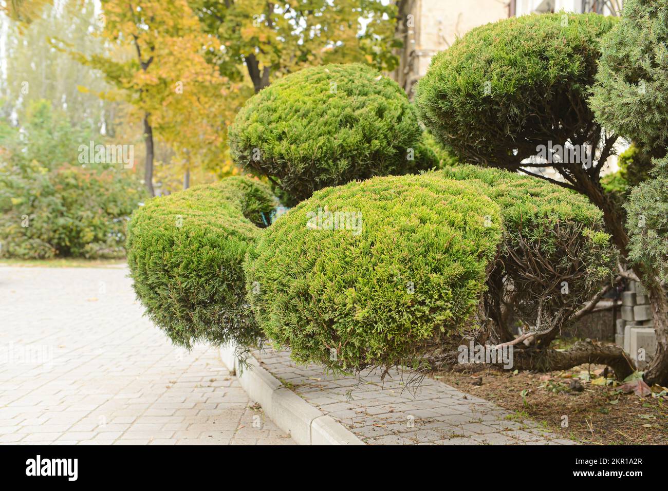 Beautiful bushes on city street Stock Photo - Alamy