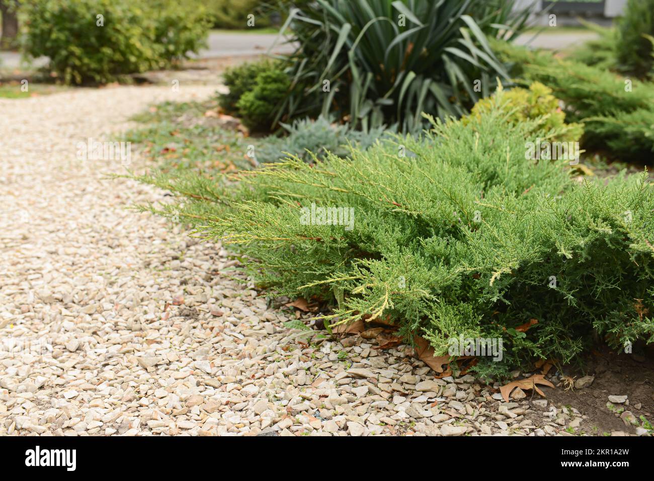 Beautiful green bushes in park Stock Photo - Alamy