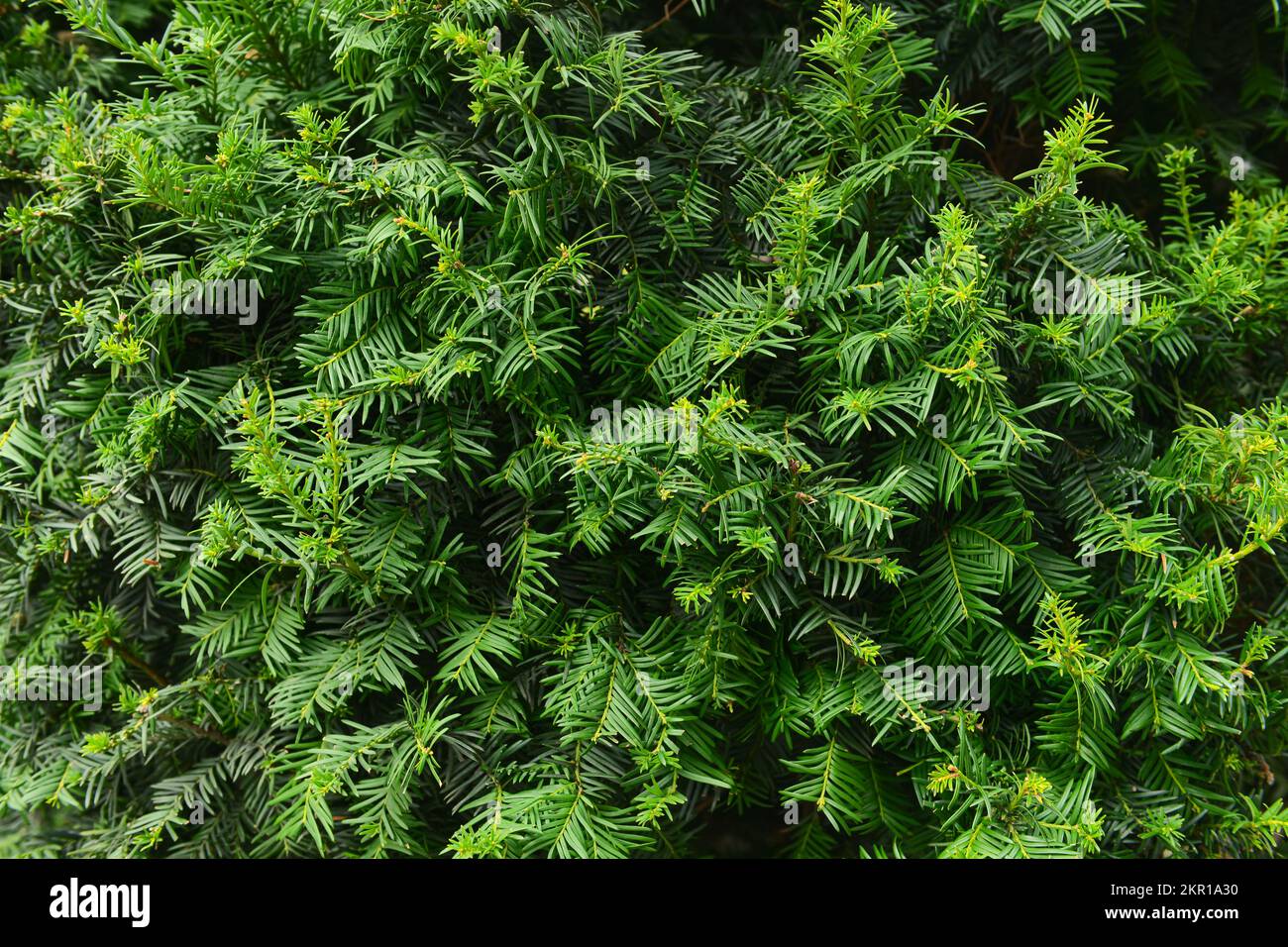 Green Yew bush as background Stock Photo - Alamy
