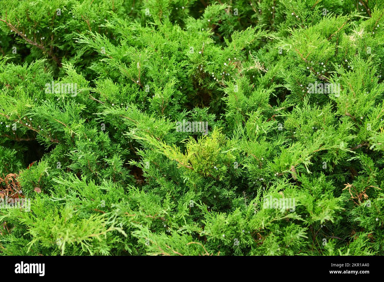 Beautiful Juniper bush as background Stock Photo - Alamy