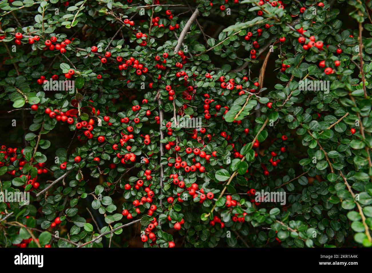 Beautiful bush with red berries as background Stock Photo - Alamy