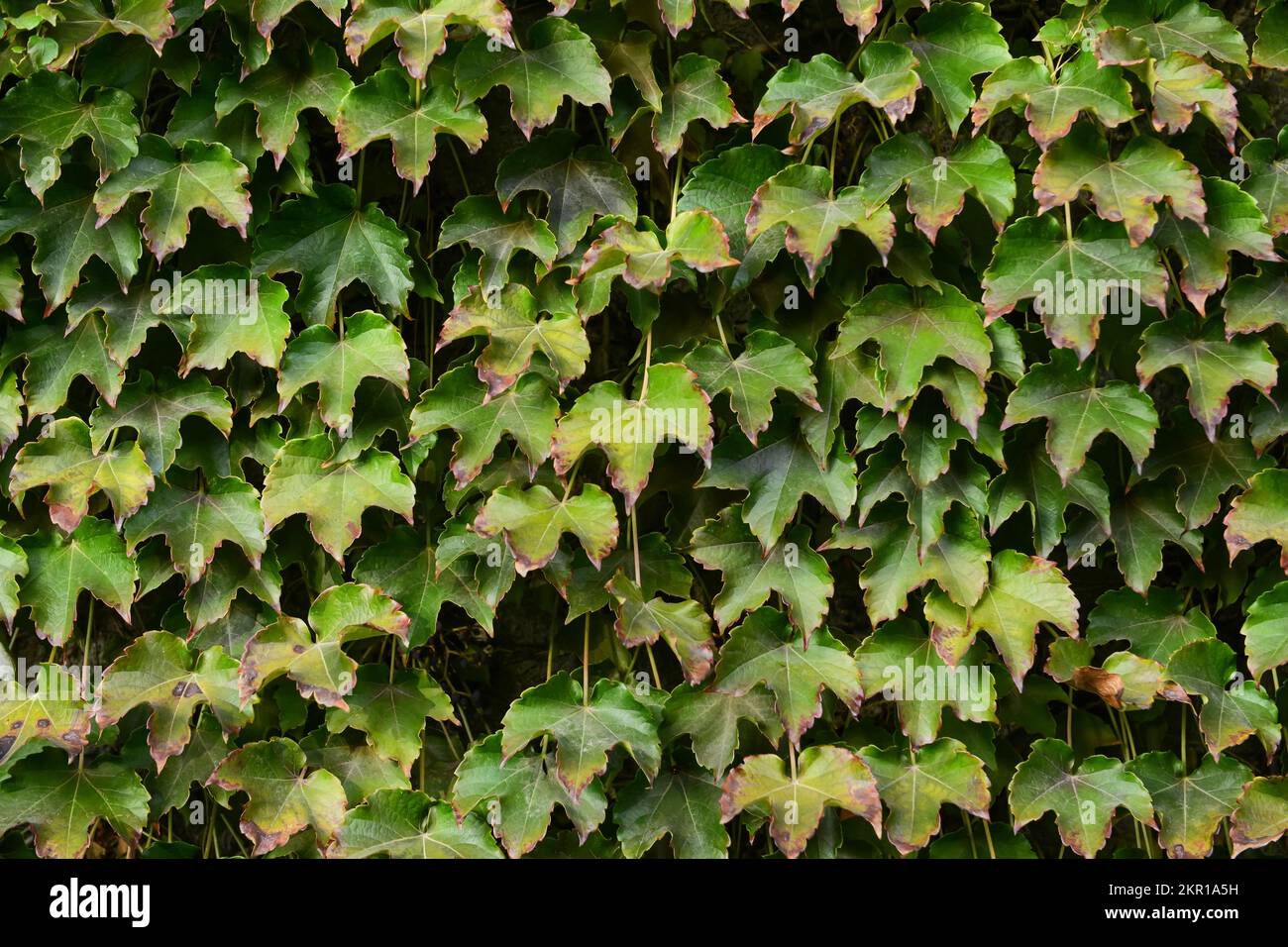 Bush with green leaves as background Stock Photo - Alamy