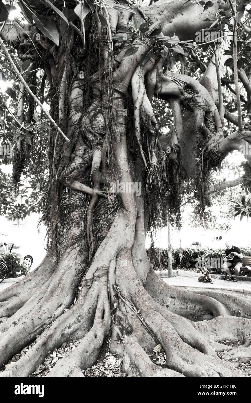 Un albero con figure umane, molto suggestivo, A tree with human figures ...
