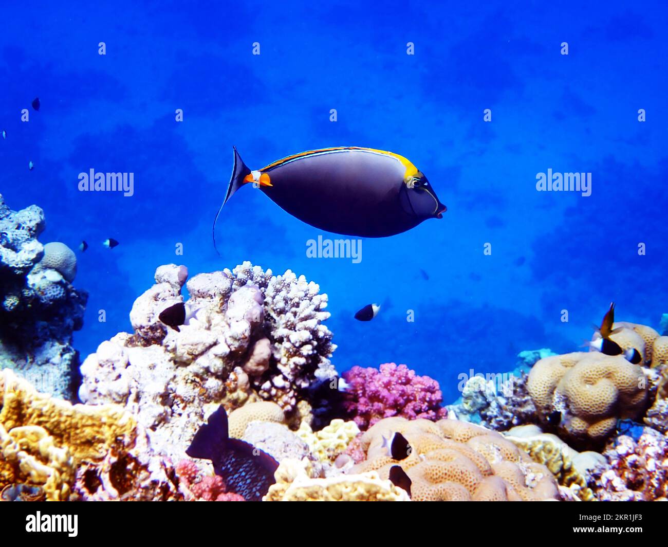 Orange-spine unicorn fish (Naso Elegans) into the Red sea, Egypt Stock ...