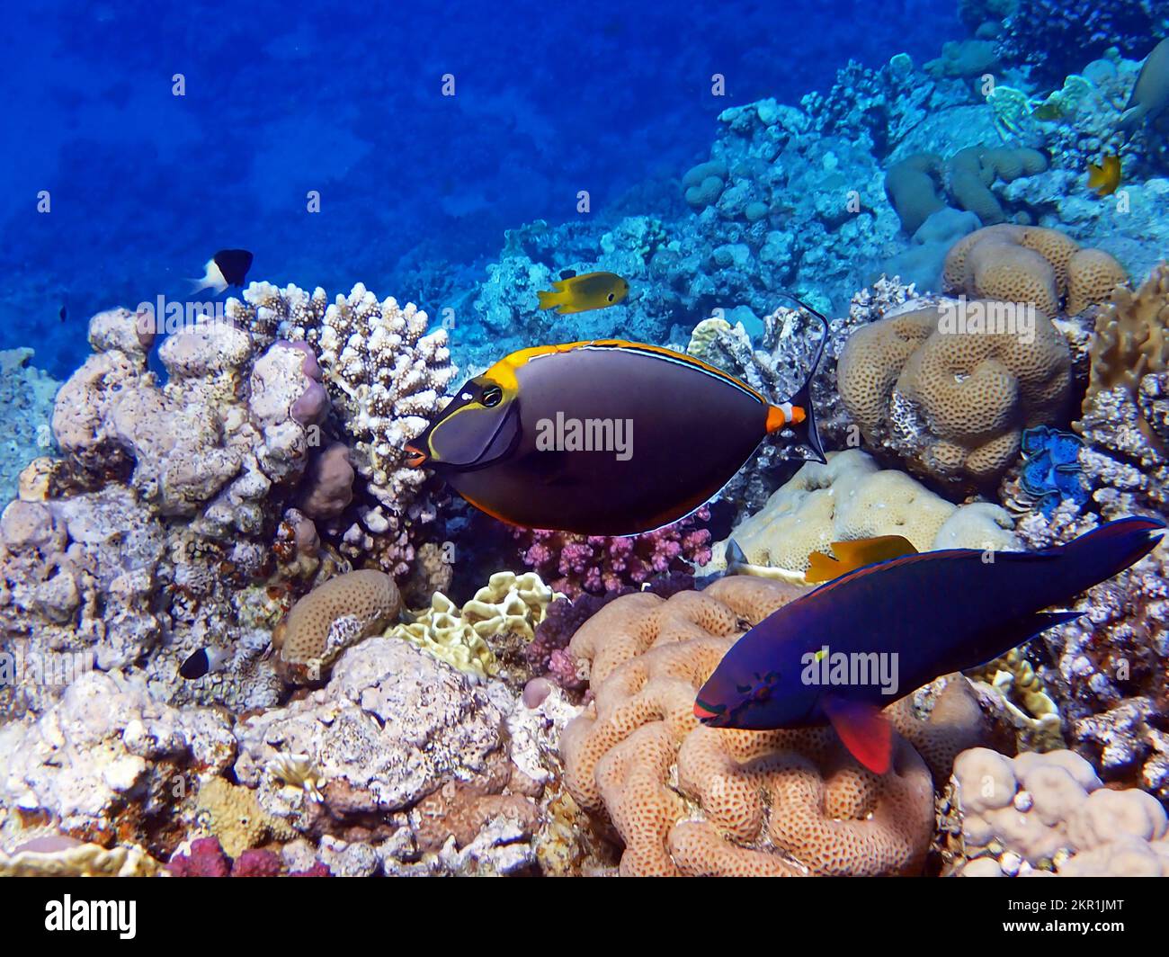 Orange-spine unicorn fish (Naso Elegans) into the Red sea, Egypt Stock ...