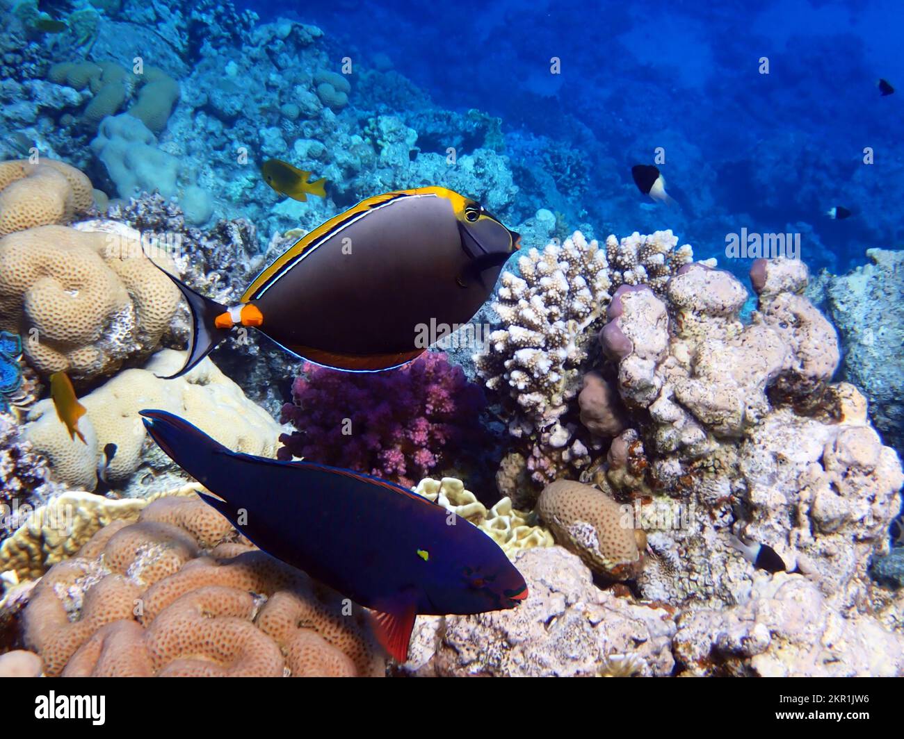 Orange-spine unicorn fish (Naso Elegans) into the Red sea, Egypt Stock ...