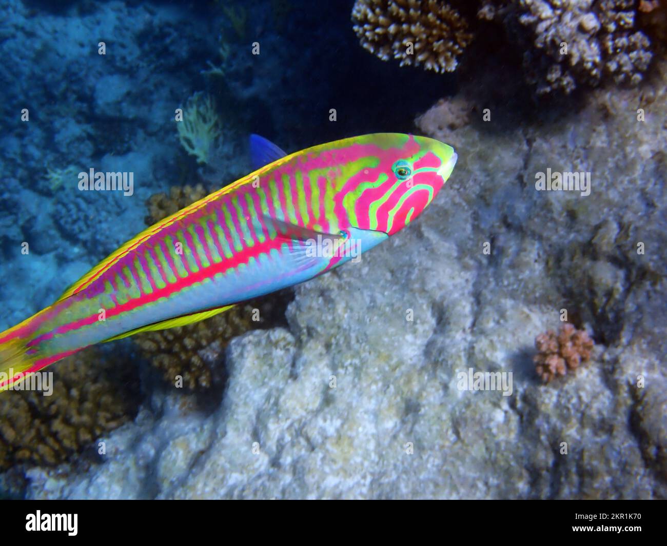 The fivestripe wrasse (Thalassoma quinquevittatum), underwater scene ...