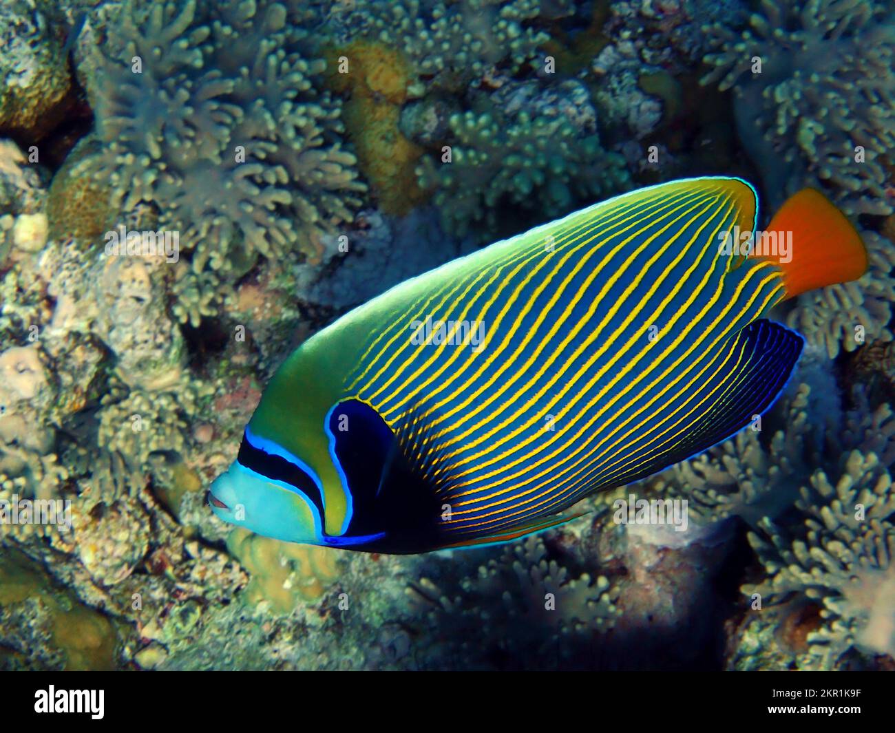 Underwater scene into the Red sea with Emperor Angelfish - Pomacanthus ...
