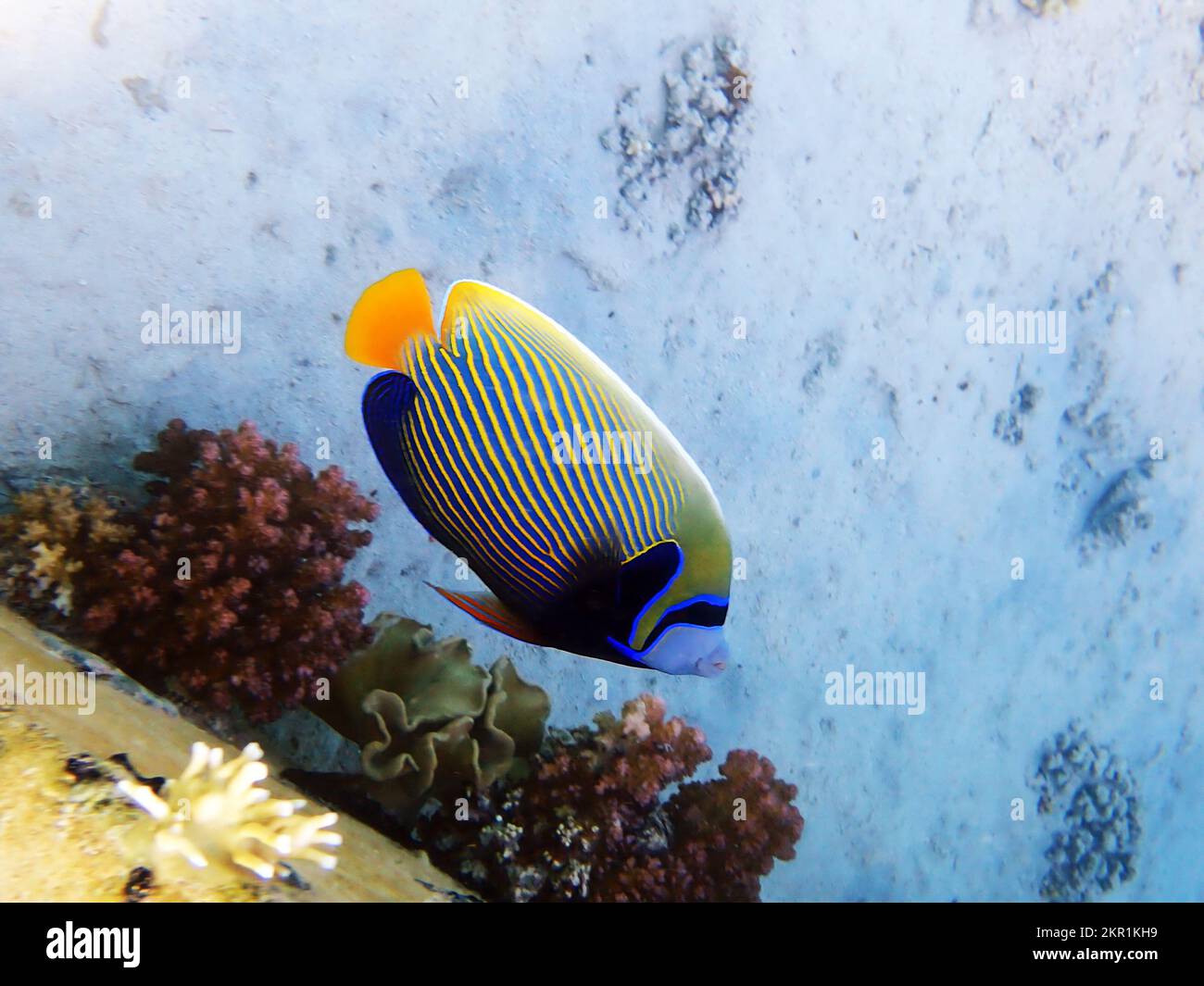 Underwater scene into the Red sea with Emperor Angelfish - Pomacanthus ...