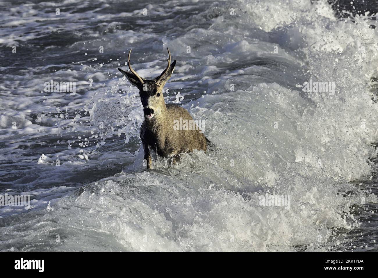 Pacific Grove, California, USA. 28th Nov, 2022. Young Buck takes a swim ...