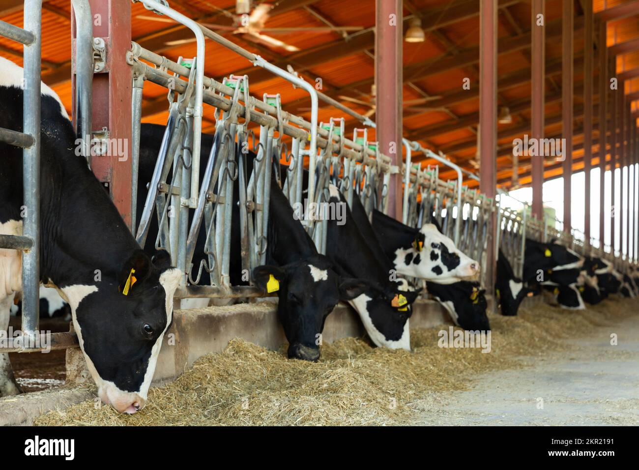 Dairy farm many milking cows hi-res stock photography and images - Alamy
