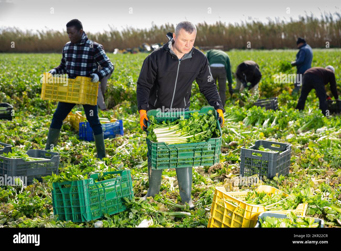 Men professional gardeners during harvesting of celery Stock Photo - Alamy