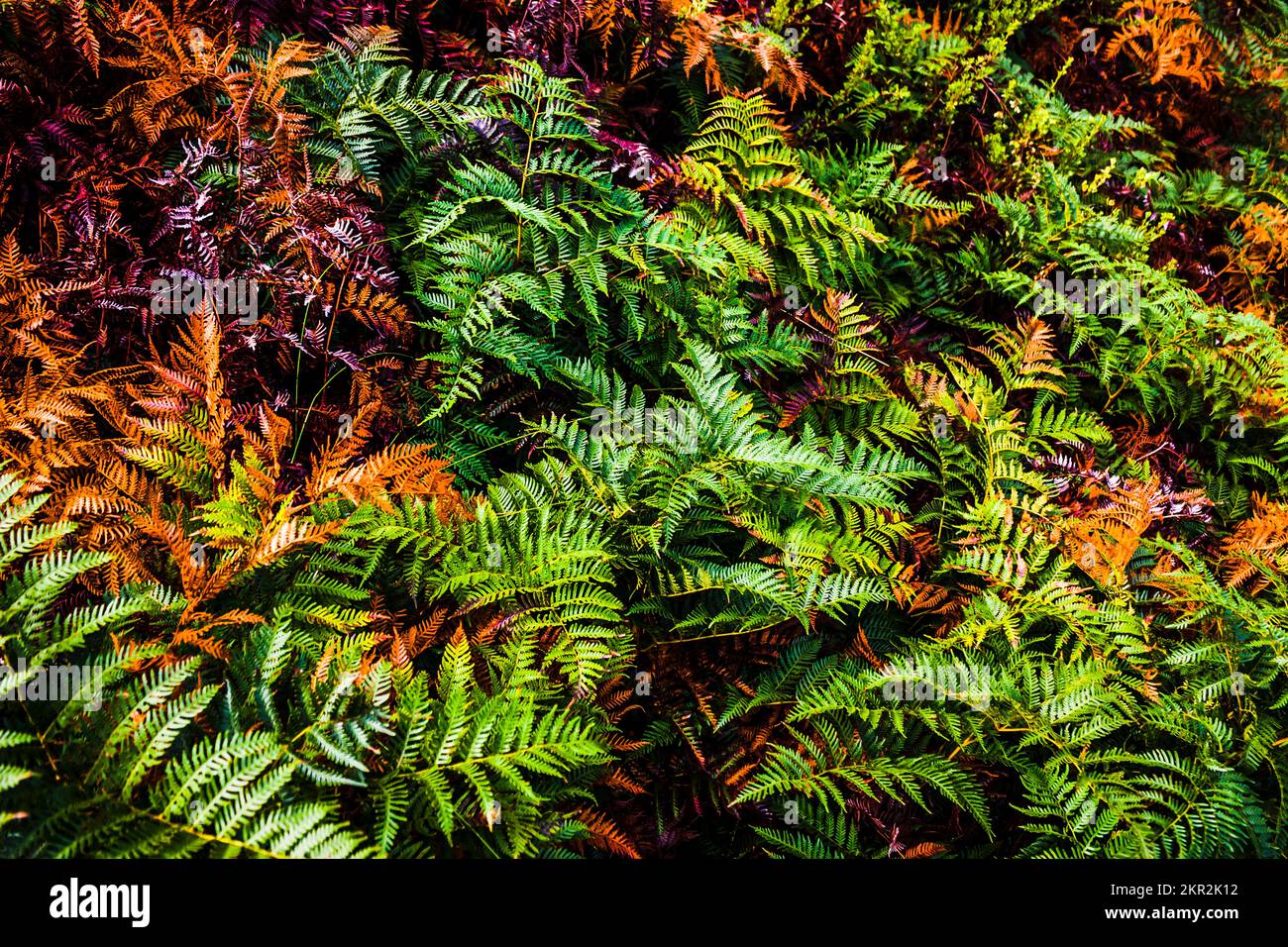 A colourful array of temperate ferns from rainforest undergrowth ...