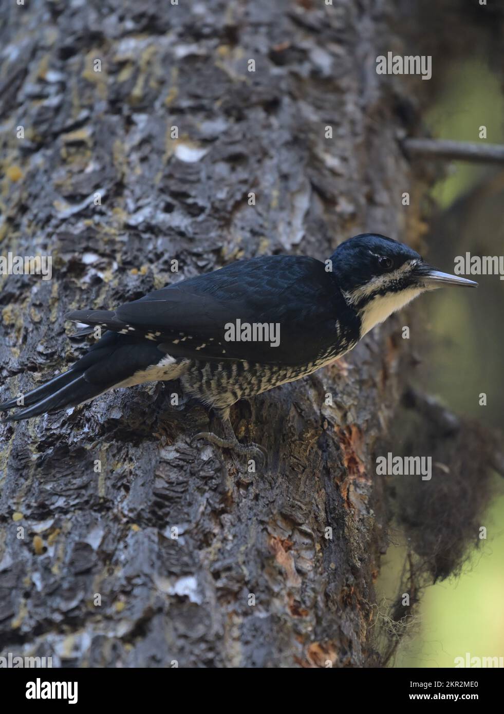 Black-backed woodpecker in a conifer forest. Kootenai National Forest ...
