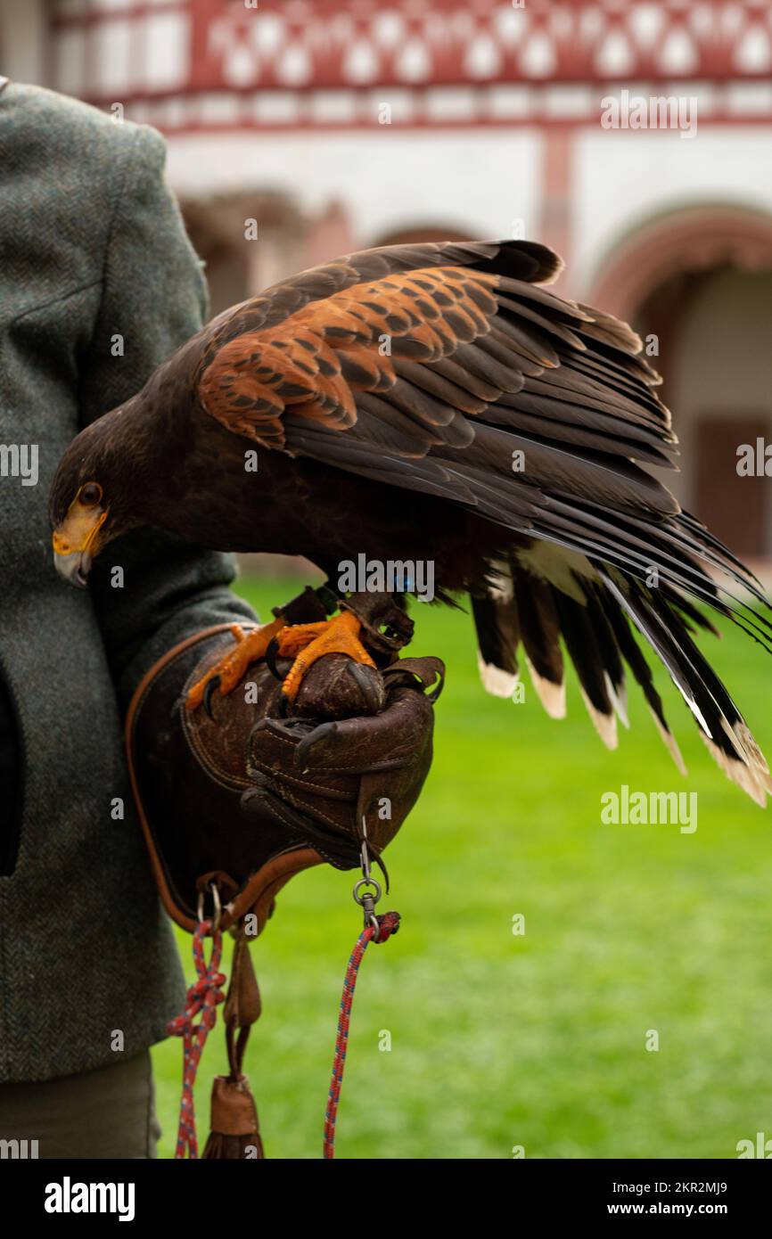 A harrison’s hawk perches on the arm of a member Orden Deutscher ...