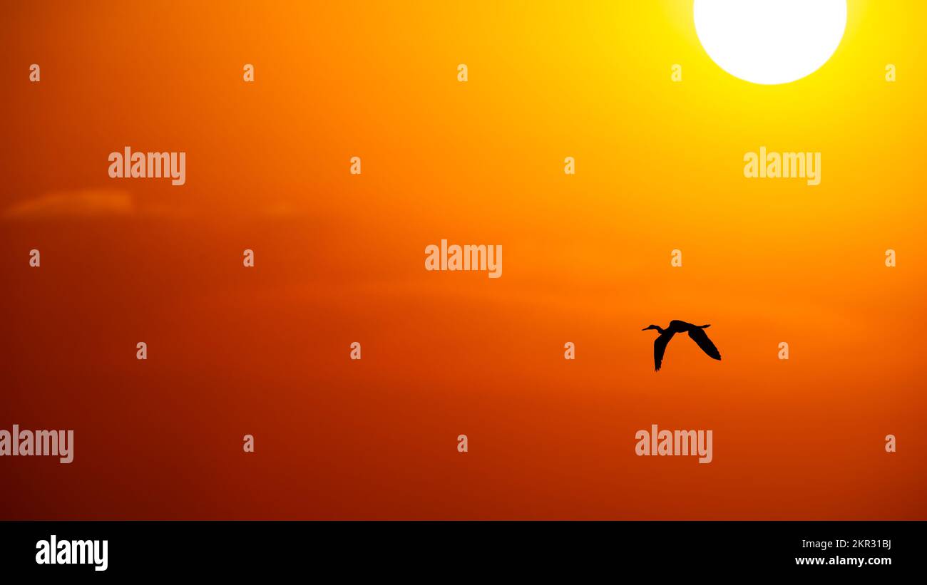 A Silhouette of A Large Exotic Bird Is Flying By The White Hot Sun 16.9 ...