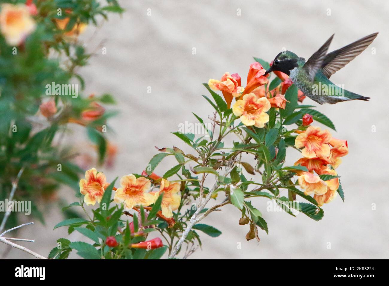 Bells of fire plant hi-res stock photography and images - Alamy