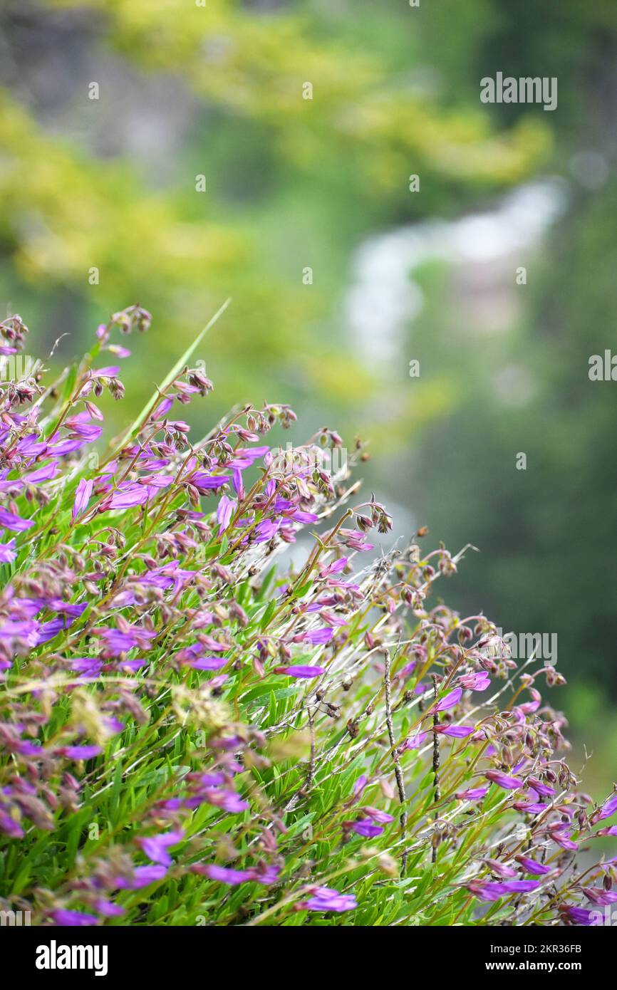 Mountain Flowers on the edge of a cliff in the mountains Stock Photo ...
