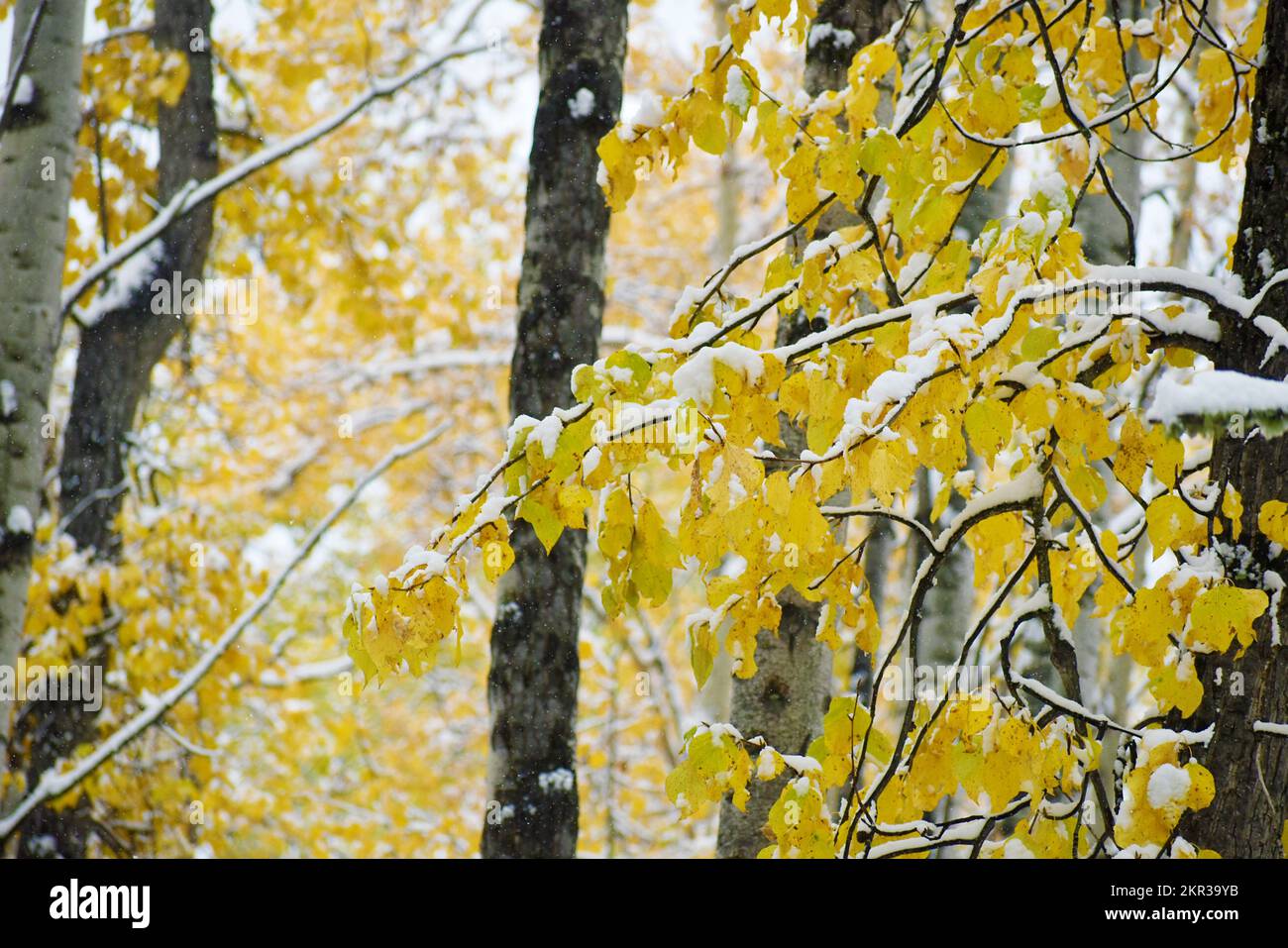 Autumn Leaves with Snow Stock Photo - Alamy