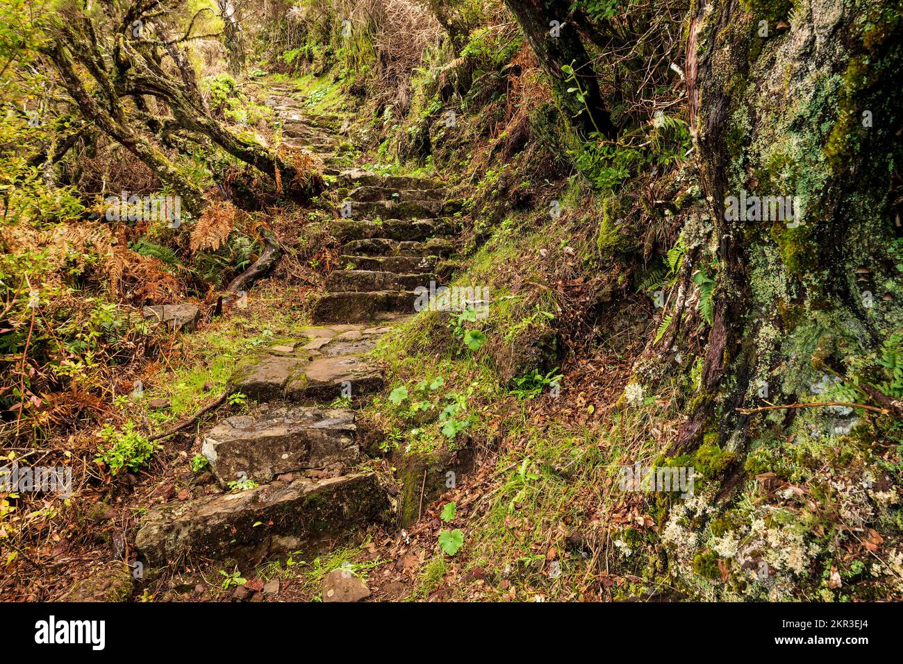 Stone steps at a path section of the "Vereda da Encumeada" hiking trail ...