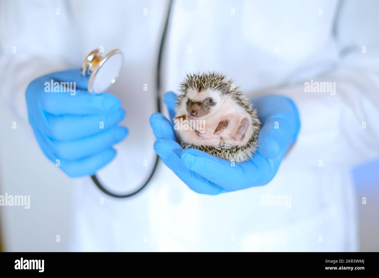 Hedgehogs and a pet doctor.hedgehog health.prickly pets in the hands of ...