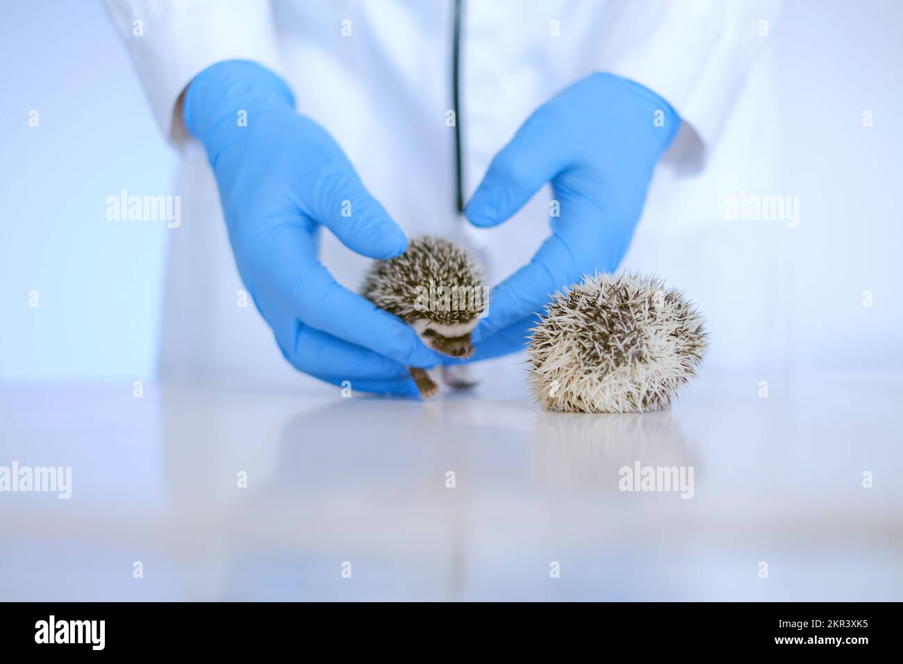 Medicine for animals. Hedgehogs and a pet doctor.hedgehog health ...