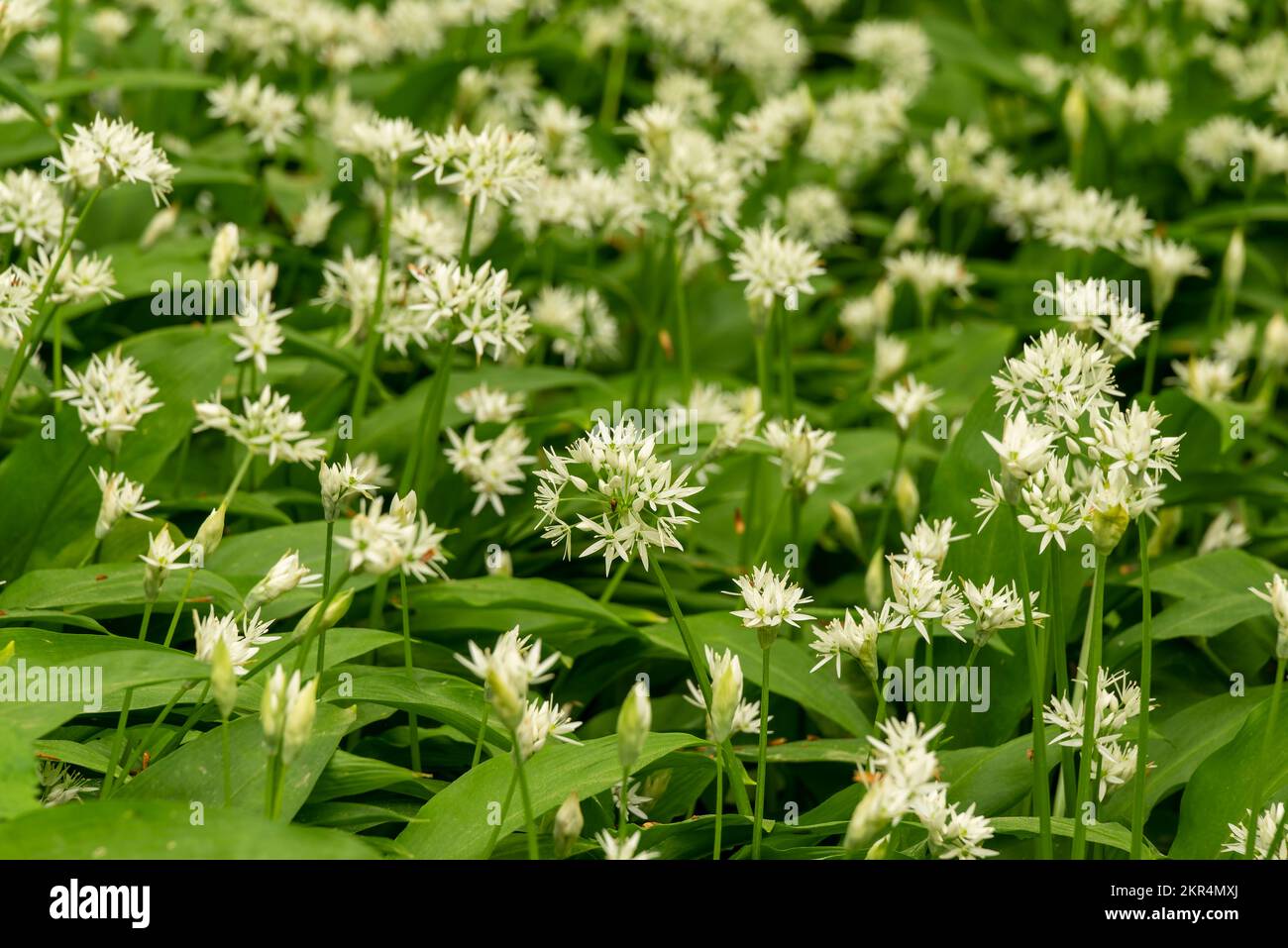 Detail of field of flowering wild garlic in a spring forest, Ith ...