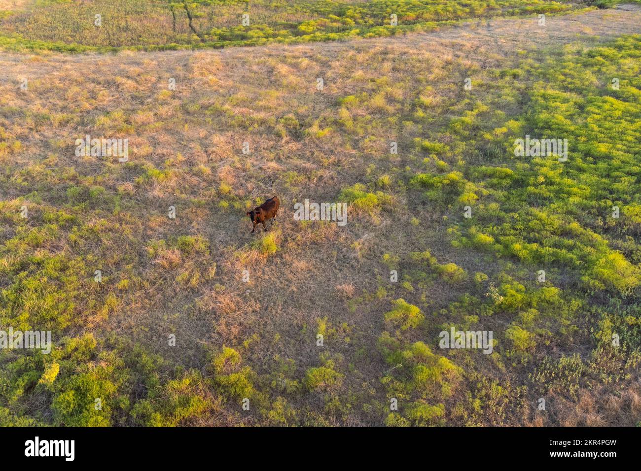 Top aerial panoramic view of green steppe or meadow in summer ...