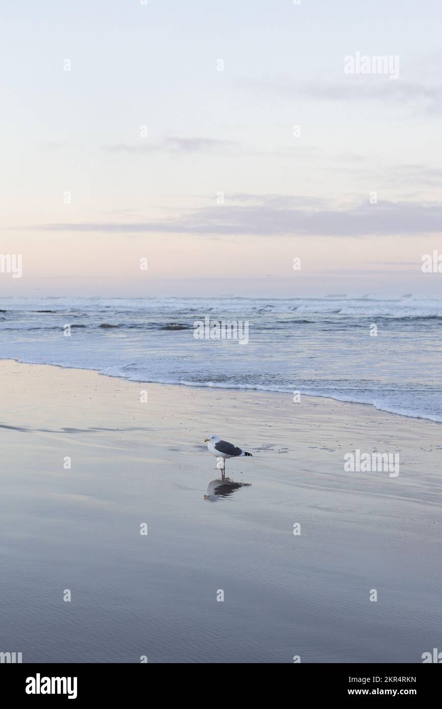 Seagulls on the shore of a beach in pink early morning light, in ...
