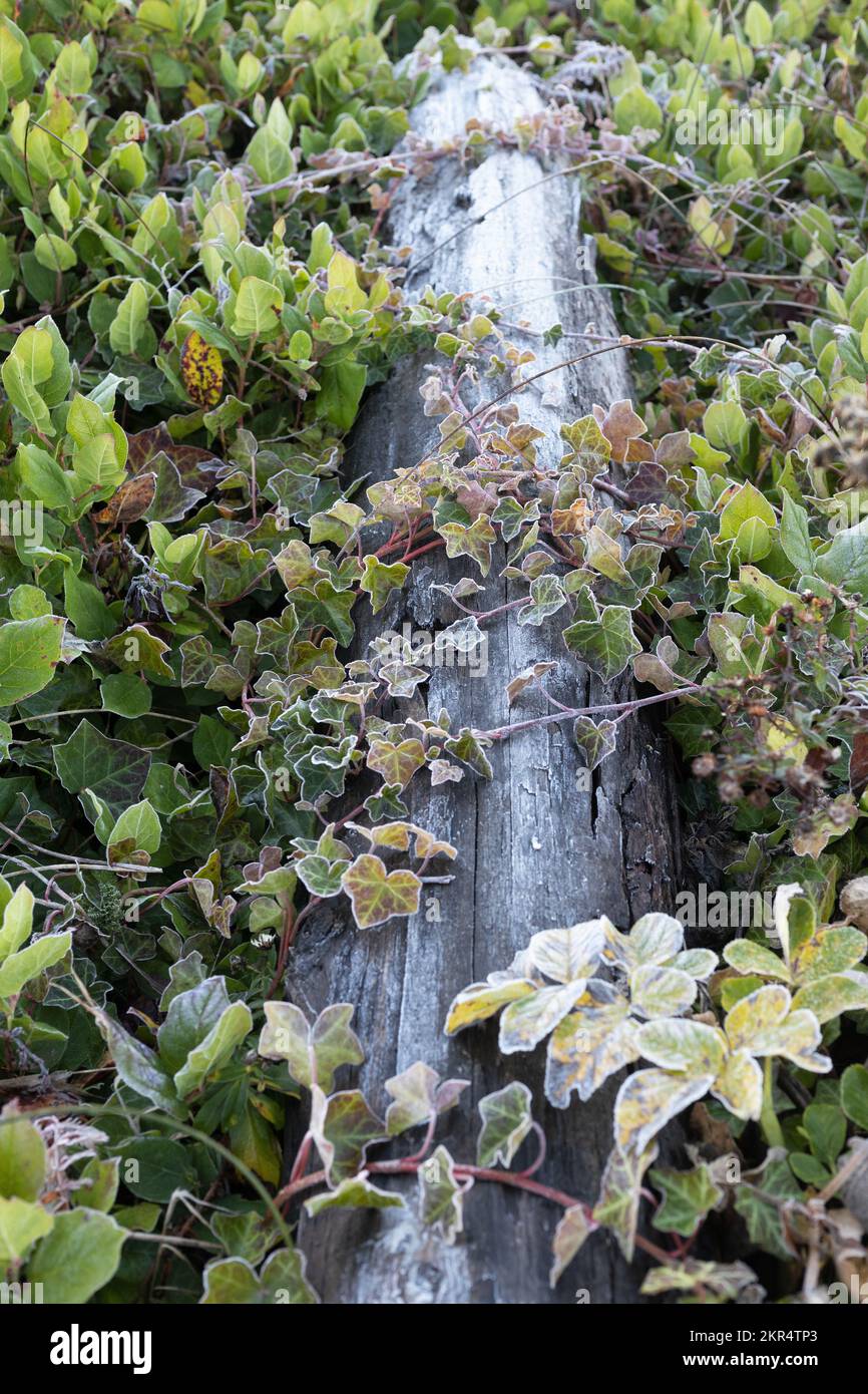 Fallen tree vines hi-res stock photography and images - Alamy
