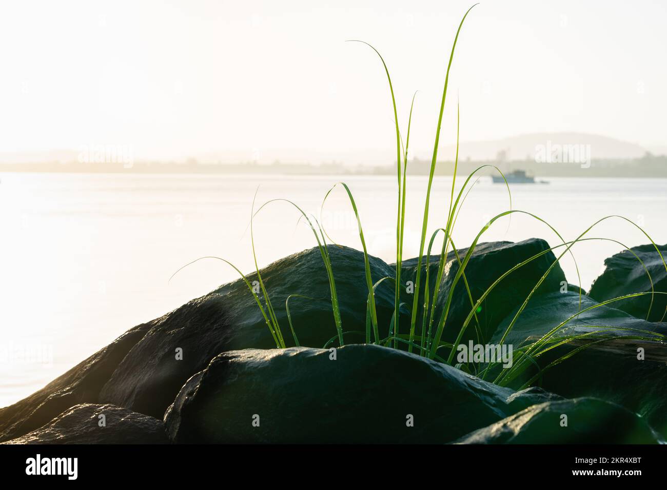 Slim green blades of grass grow out of rocks along harbour edge ...