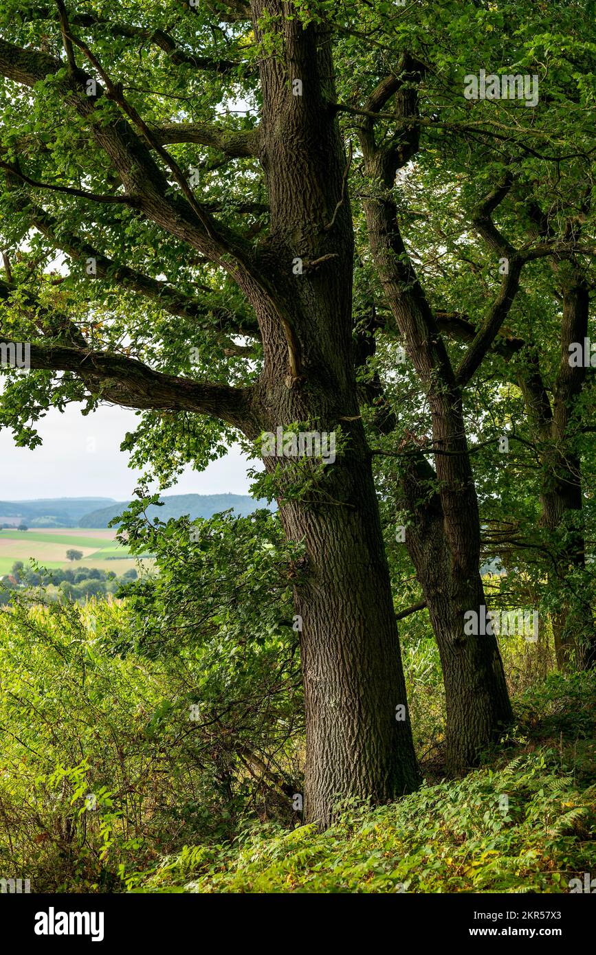 Mighty old oak trees (Quercus robur) with green leaves along a hiking ...