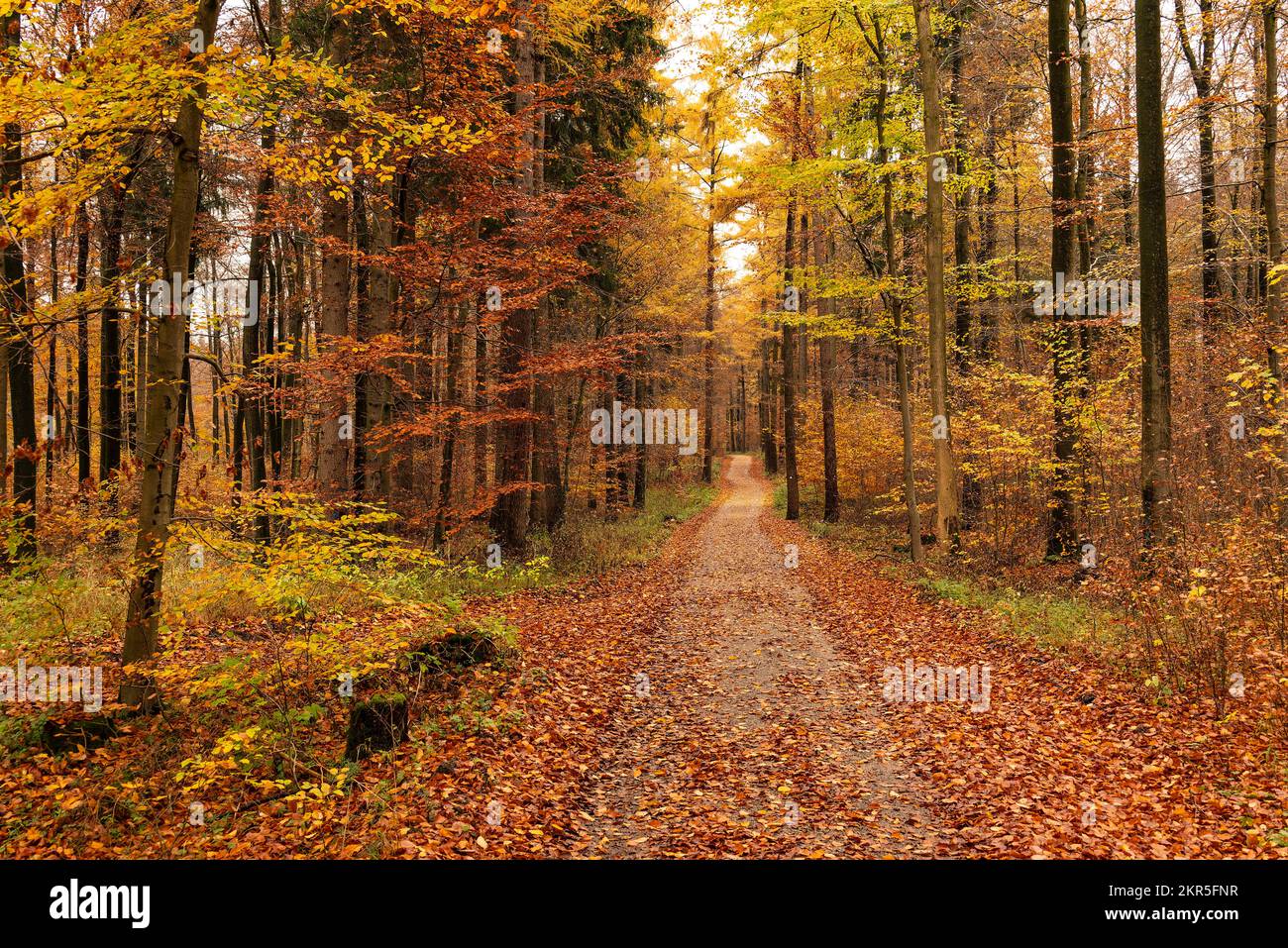 Forest road covered with autumn leaves leading straight through a beech ...