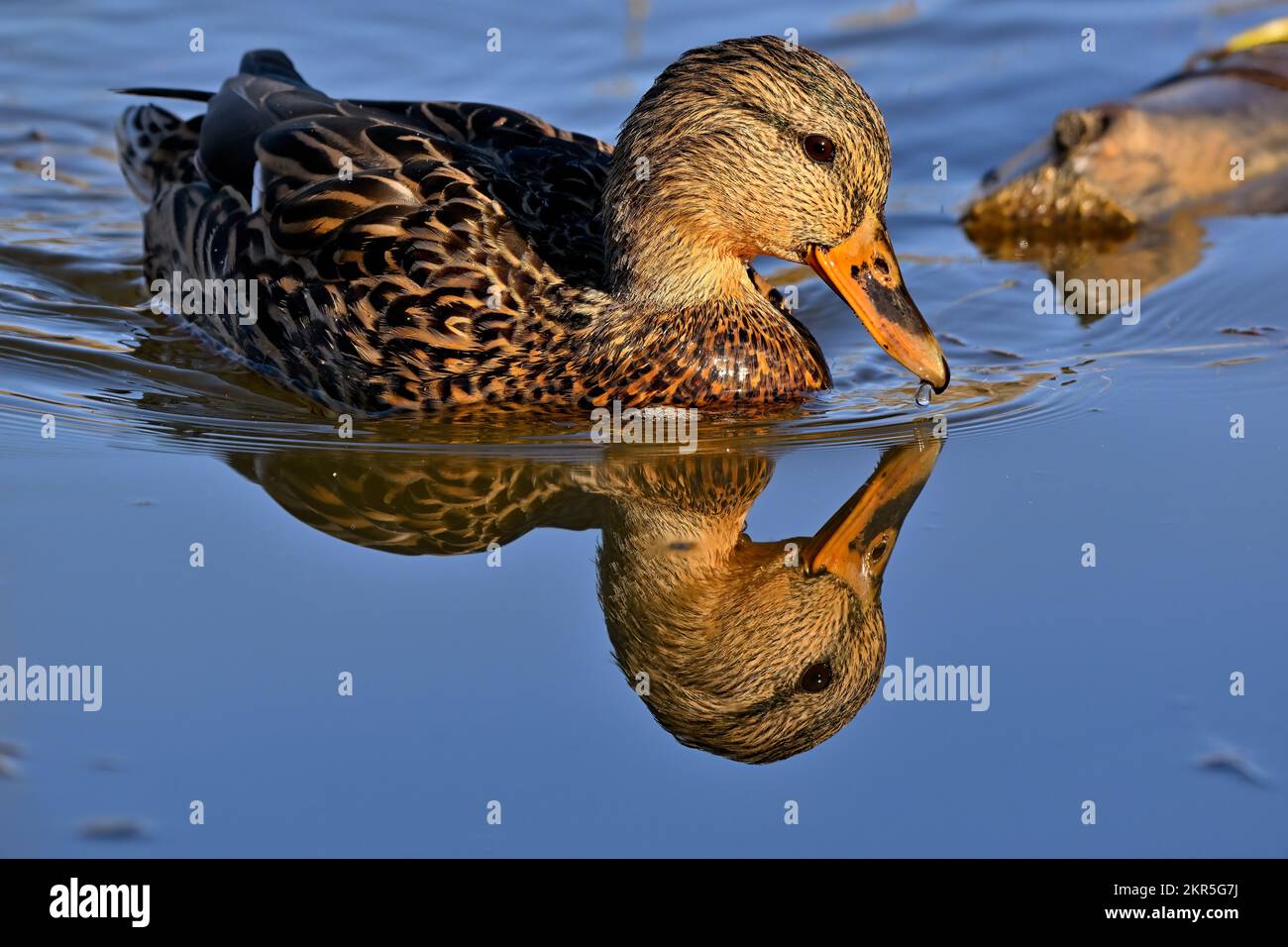 Female duck reflections swim hi-res stock photography and images - Alamy