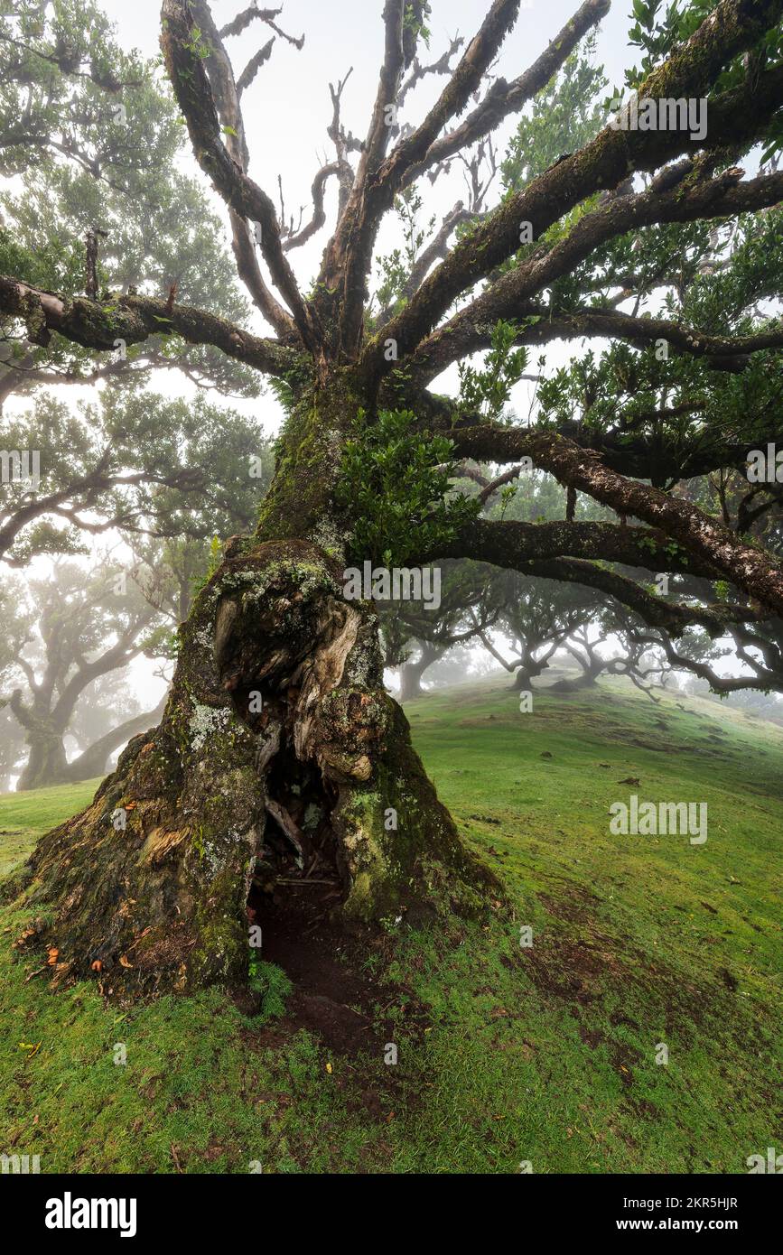 Impressive trunk of a stinkwood laurel tree (Ocotea foetens), covered ...