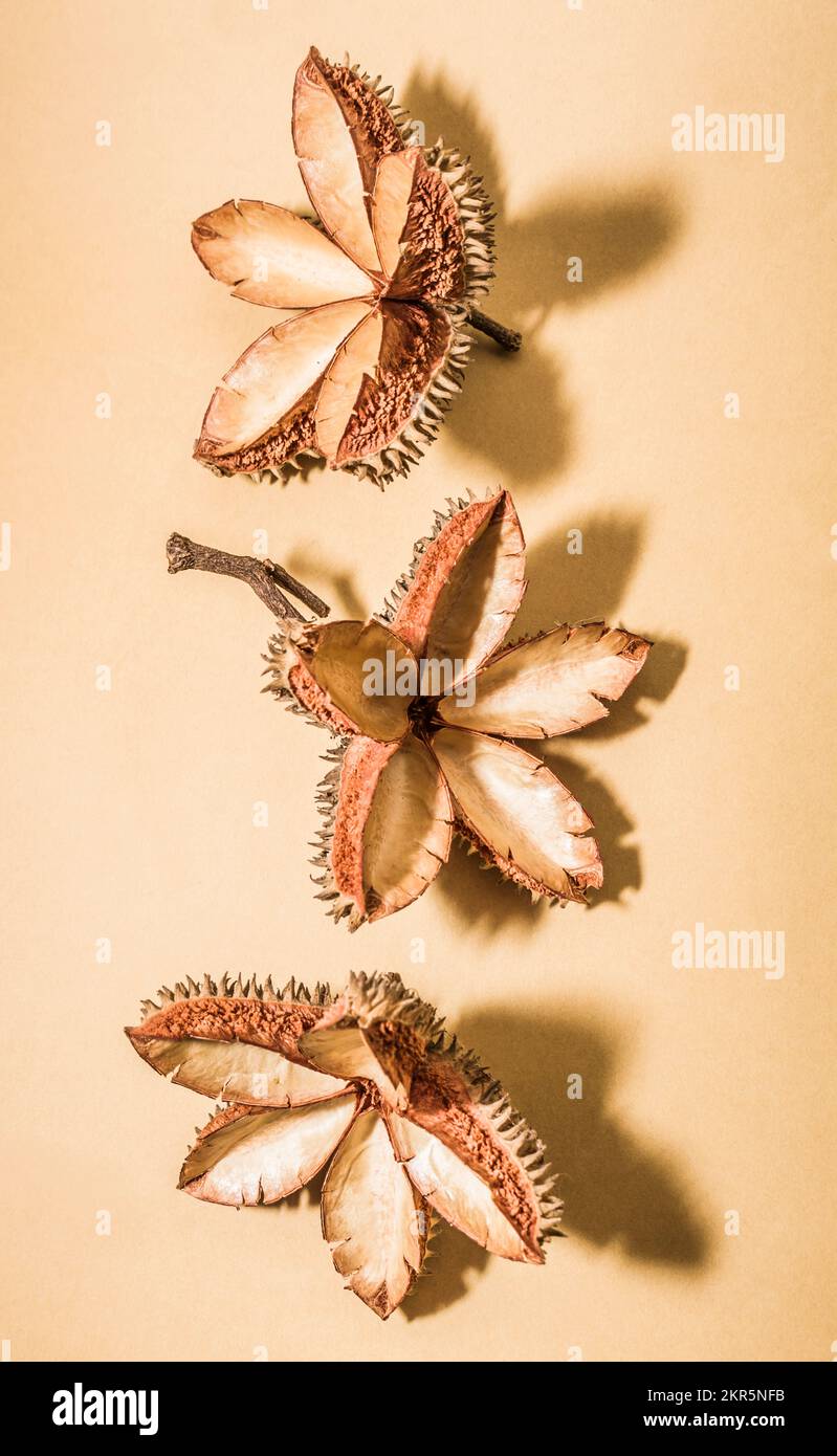 Ornate still life layout on a decoration of three Queensland Crows Ash ...