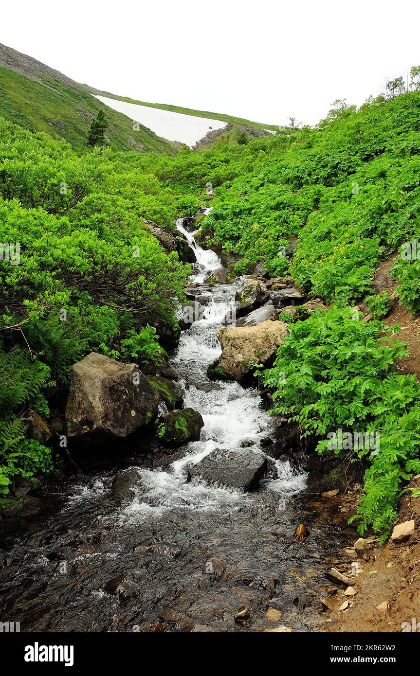 A small mountain river flows down through a narrow crevice overgrown ...