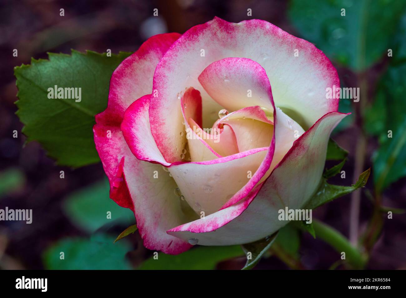 Cherry parfait grandiflora rose hi-res stock photography and images - Alamy